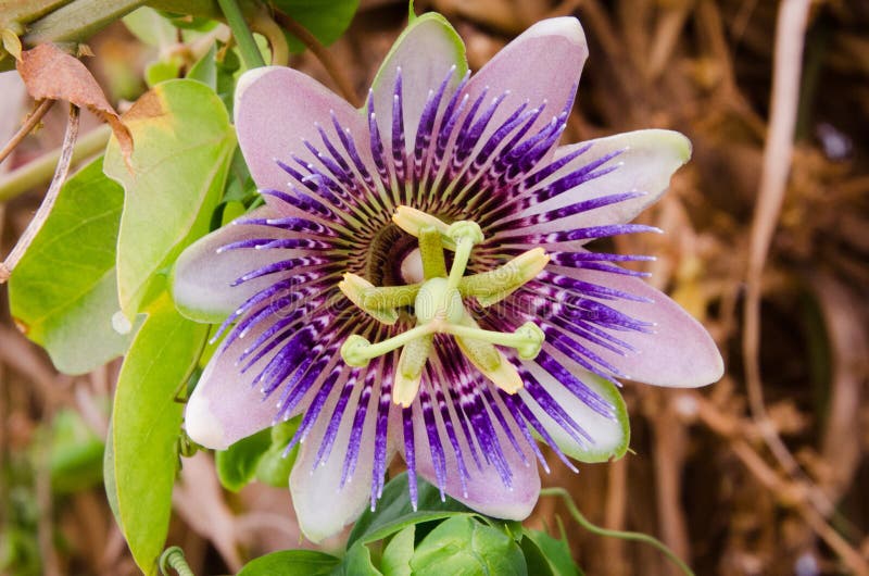 Close Up Of Passiflora Racemosa, Red Passion Fruit Flower Stock Image ...