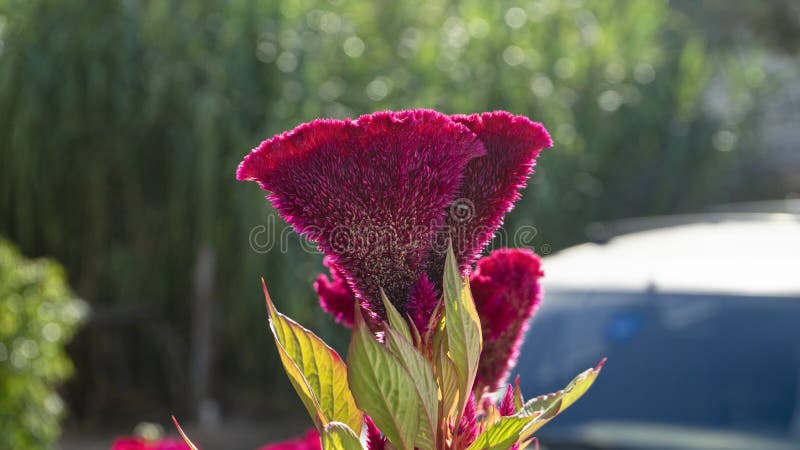 A Close-up of a Exotic Red Flower Stock Photo - Image of petal, plant ...