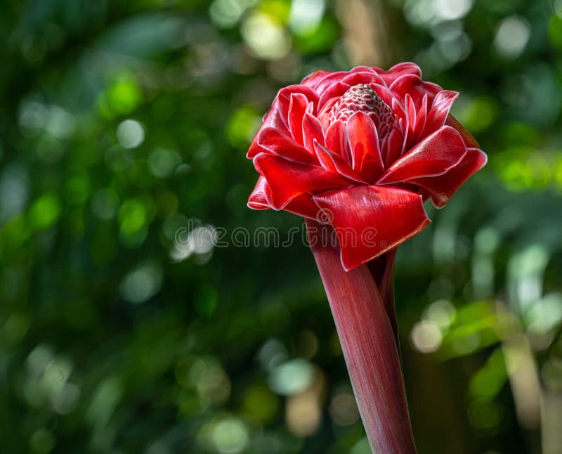 Very Nice Close-up of an Exotic Red Torch Ginger Stock Image - Image of ...