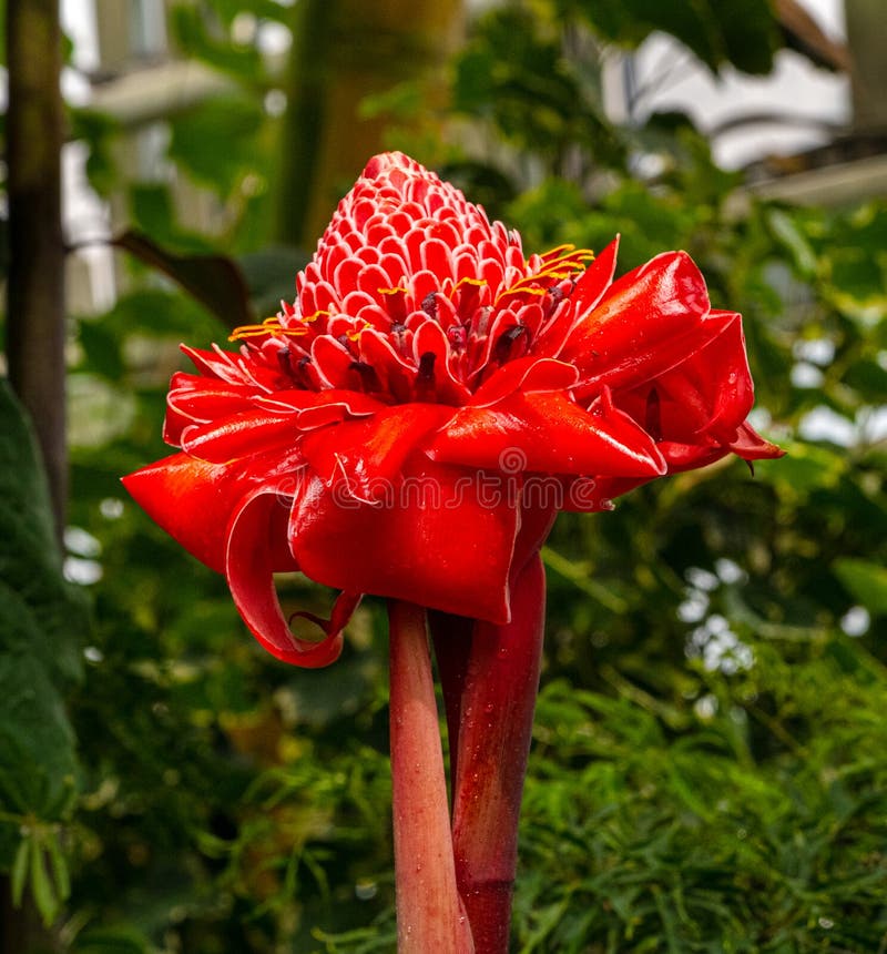 Close-up of an Exotic Red Torch Ginger Stock Image - Image of flower, green: 254084115