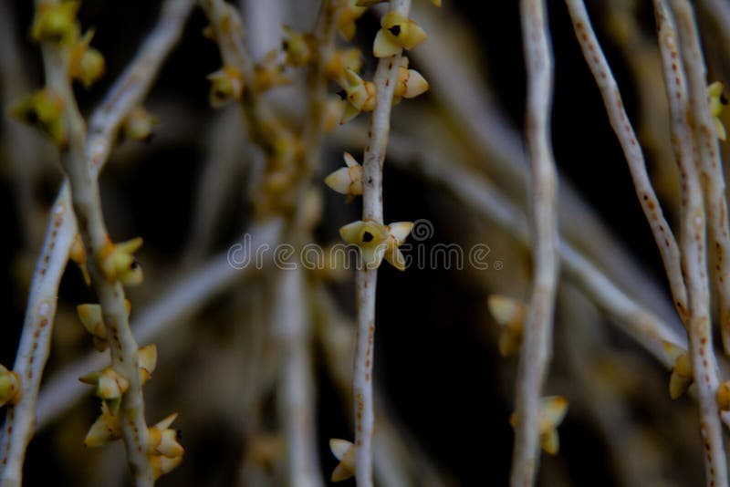 Close Up from Exotic White Buds Stock Image - Image of bright, growth ...