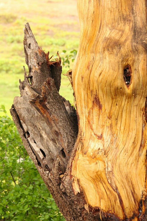 Knotsintree Stock Photos - Free & Royalty-Free Stock Photos from Dreamstime