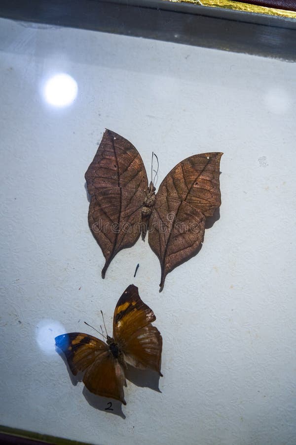 Close-up of Exquisite and Beautiful Butterfly Specimen Editorial Photo ...