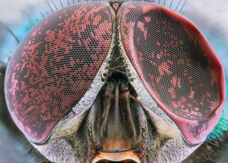 Macro Composto Do Olho Da Mosca Imagem de Stock - Imagem de mosca, olho ...