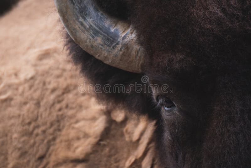 Close Up of the Eye of an American Bison Stock Image - Image of coat ...