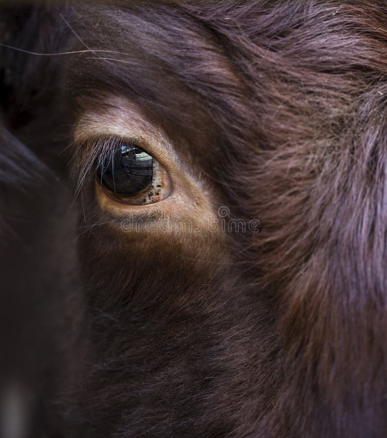 Close Up on the Eye of a Bull Stock Photo - Image of large, animal ...