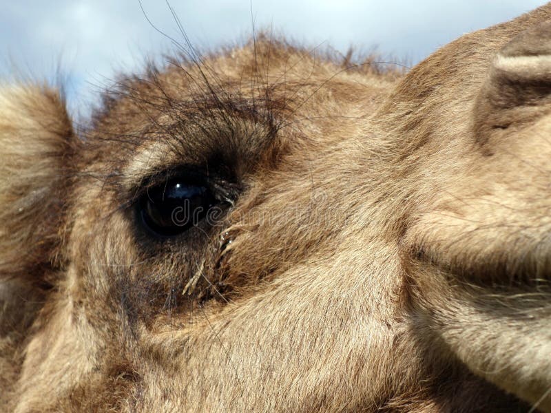 Camel eye stock photo. Image of wildlife, eyelashes, lashes - 6274138