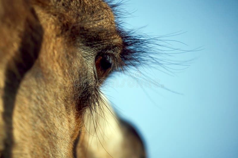 Close Up Eye of a Camel Mammal Stock Image - Image of camel, brown ...