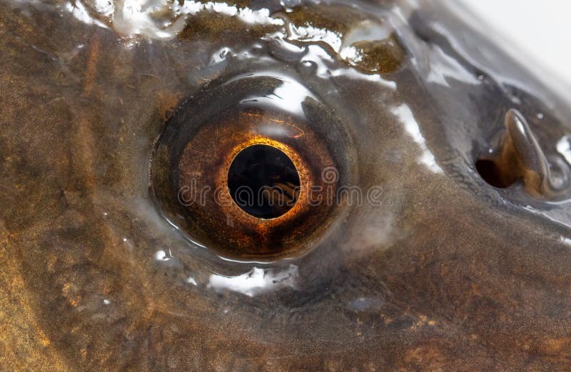 Close-up of the Eye of a Carp Fish. Macro Stock Image - Image of nature ...