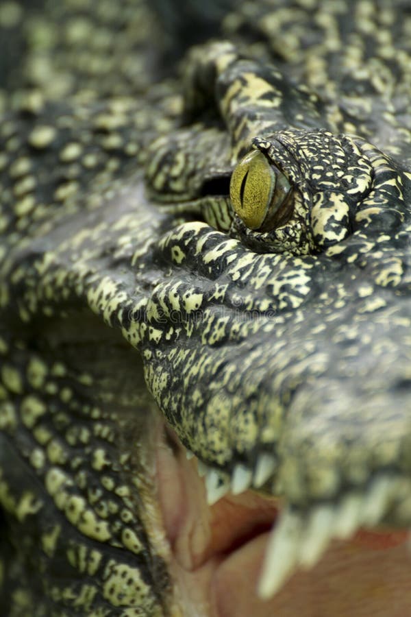 Close-up eye Crocodile stock image. Image of close, crocodile - 25517719