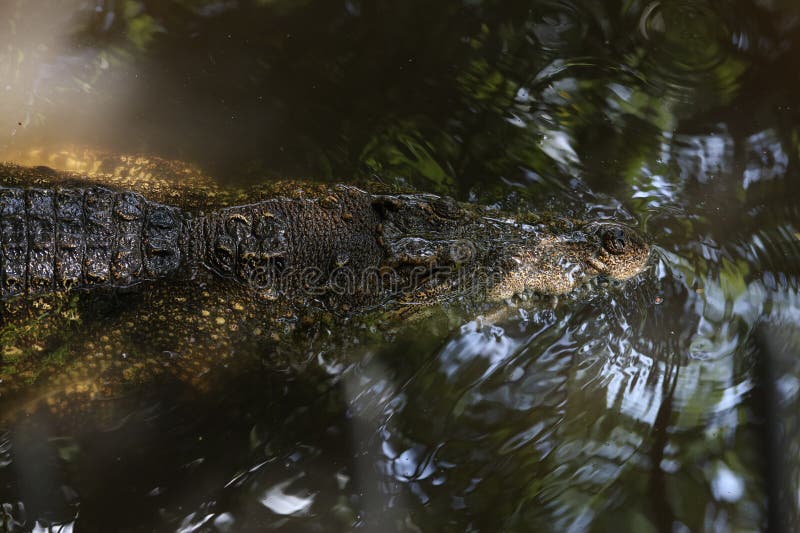 Close Up Eye Crocodile is Show Head in River Stock Image - Image of ...