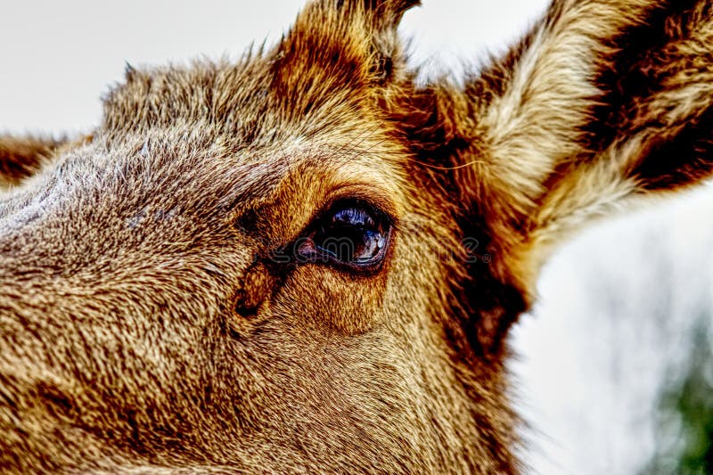 Deer Eye Stock Images - Download 5,415 Royalty Free Photos