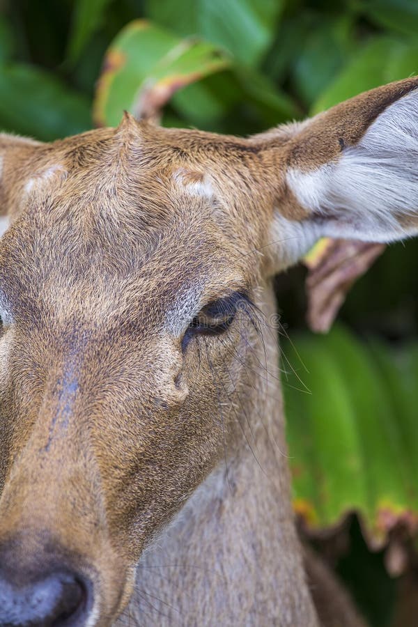 Close Up Eye of Deer in Nature Stock Photo - Image of nature, animals ...