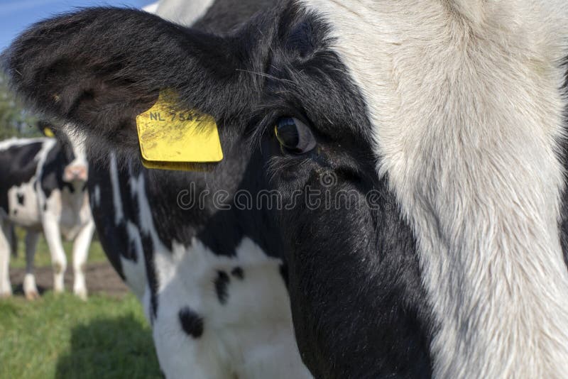 Close Up of an Eye and an Ear of a Spotted Cow with Ear Tag Editorial ...