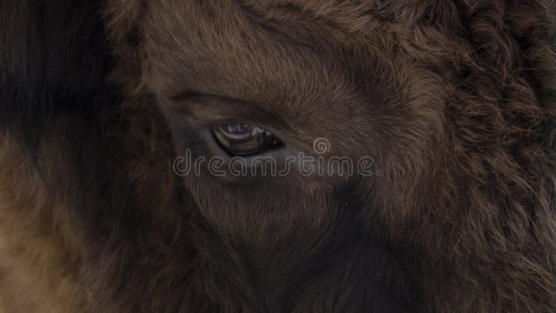 Close -up Eye of the European Bison Stock Photo - Image of male, forest ...