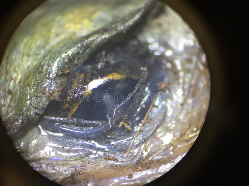 Close Up of the Eye from a Frog As Being Seen when Looking through the ...