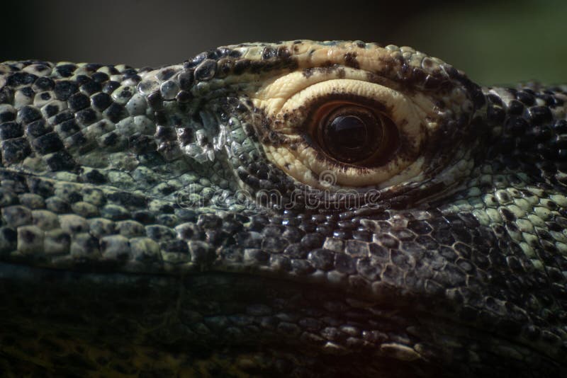 Close Up of the Eye of a Komodo Dragon Stock Photo - Image of predator ...