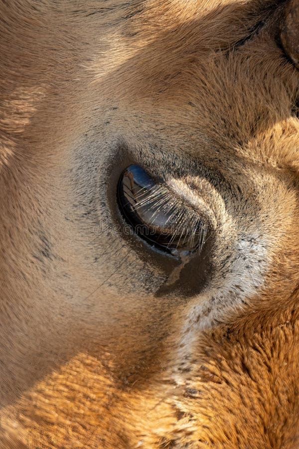 Close-up of Eye of Male Common Impala Stock Image - Image of male ...