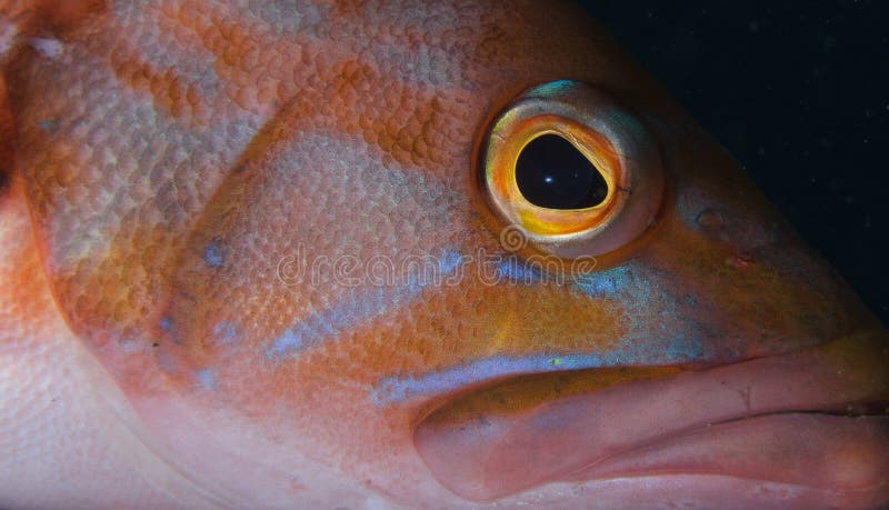 Close-up of the Eye and Mouth of a Fish Stock Image - Image of iris ...