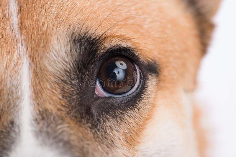 Close-up Eye from a Welsh Corgi Dog Stock Photo - Image of nose, nature ...