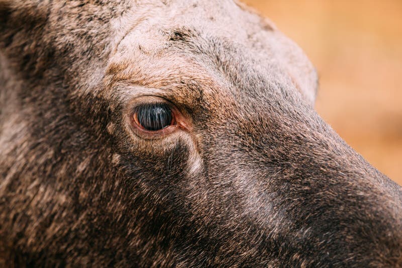 Close Up of Eye of Wild Female Moose, Elk Stock Photo - Image of close ...