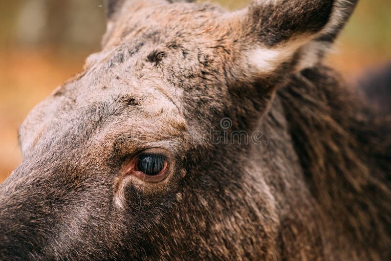 Close Up of Eye of Wild Female Moose, Elk Stock Photo - Image of europe ...