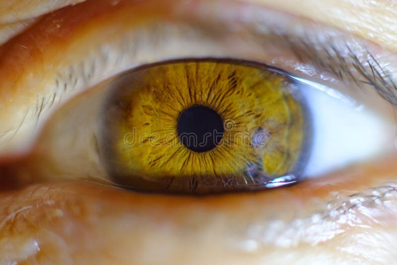 Pupil of human eye stock image. Image of optical, veins - 10160109