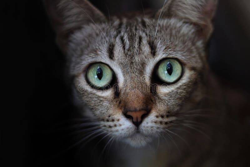 Close-up of Eyes of Asian Cats Stock Photo - Image of close, furry ...