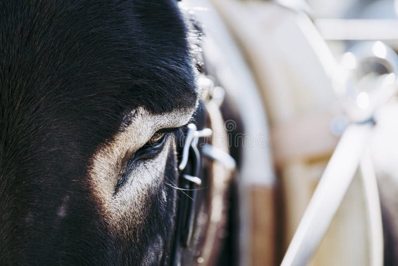 Close Up on the Eyes of a Brown Draft Donkey Stock Photo - Image of ...