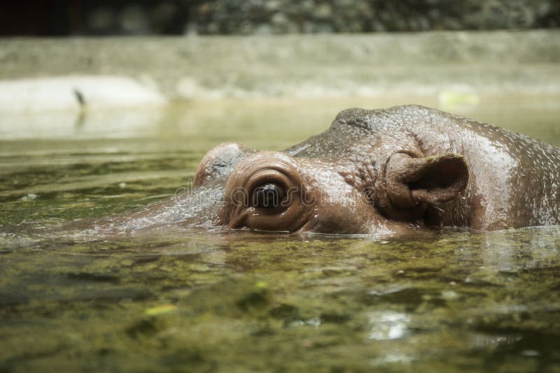 Close Up Eyes and Ears of the Hippopotamus Stock Photo - Image of park ...