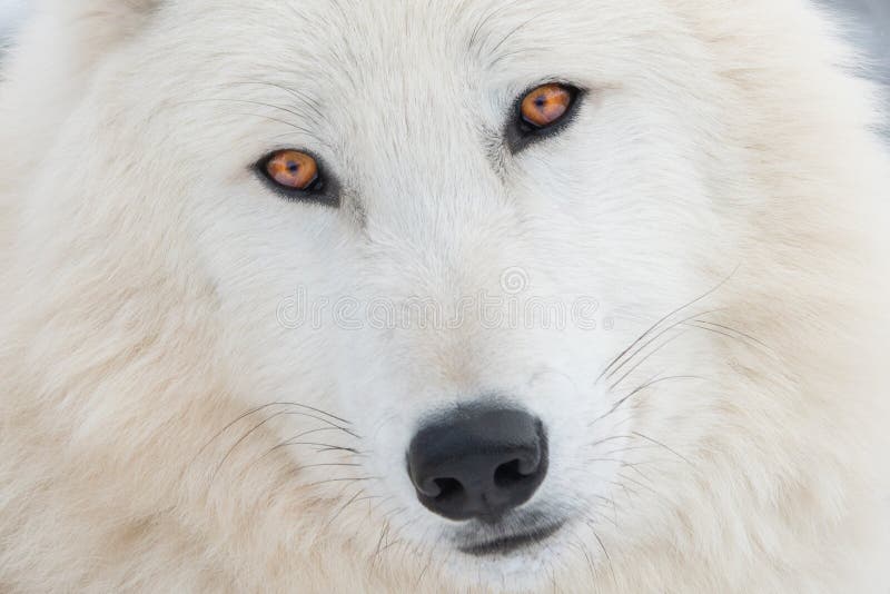 11,315 Wolf Nose Stock Photos - Free & Royalty-Free Stock Photos from ...