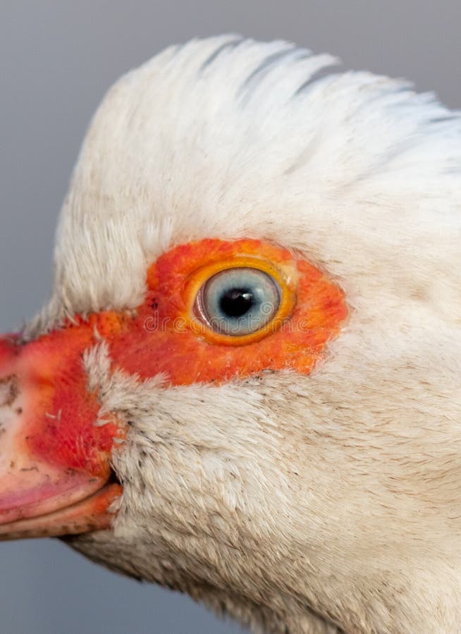 Close-up of the Eyes of a White Duck. Stock Image - Image of animal ...