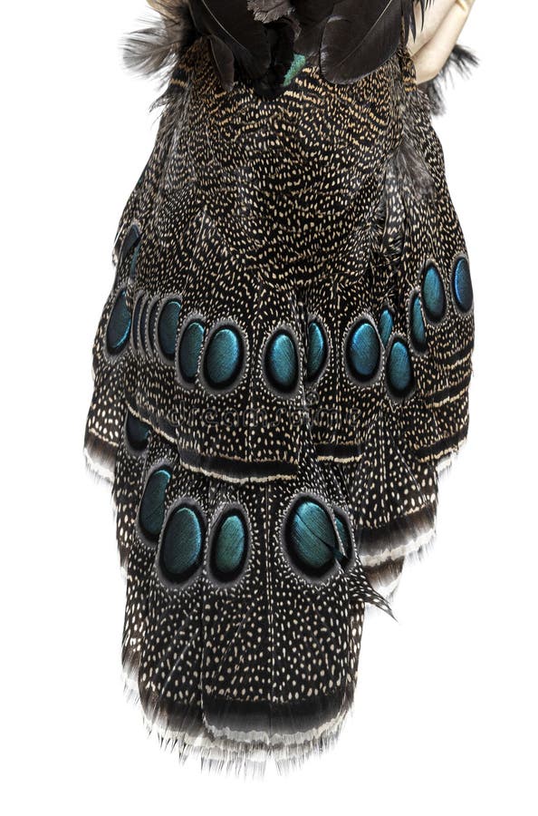 Close-up on Eyespots or Ocellus on the Palawan Peacock-pheasant ...