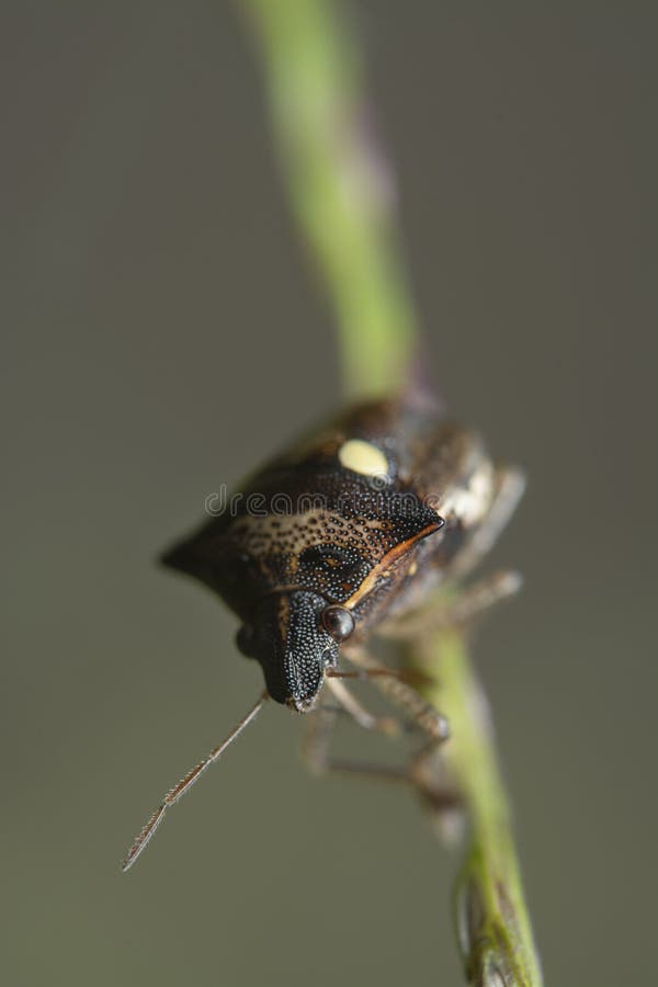 Close Up of the Eysarcoris Guttigerus the Two Spotted Sesame Bug. Stock ...