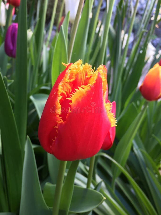 Close up of fabio tulip editorial stock image. Image of field - 79328779