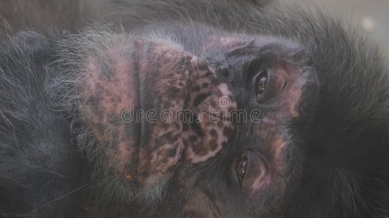 Close-up of the Face of an Adult Gorilla Monkey Stock Image - Image of ...