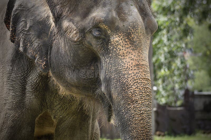 Close-up Face of Asian Elephants Stock Photo - Image of park, grey ...