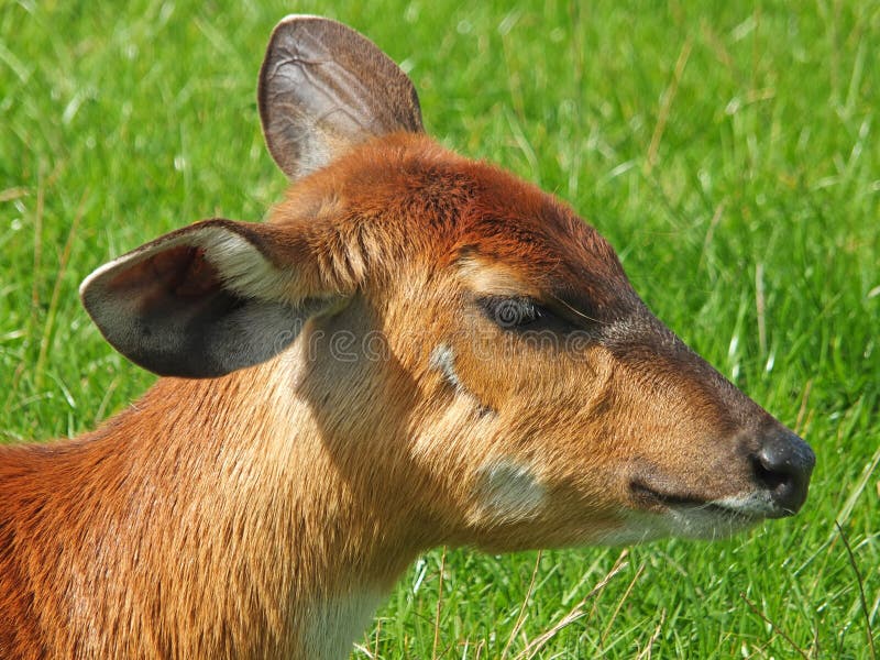 Close Up of the Face of a Baby Banteng Calf Stock Image - Image of ...