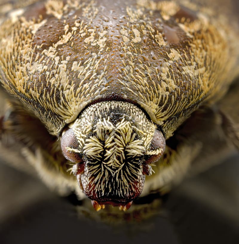 Face of Red beetle on leaf stock photo. Image of bunch - 84176314
