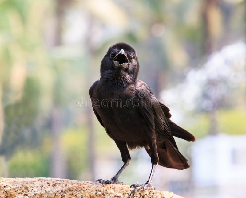 A close up of a crow stock photo. Image of portrait - 237447482