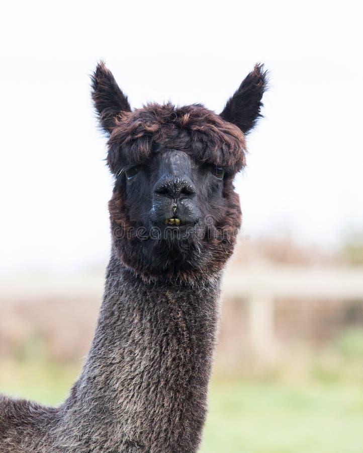 Up Close of Alpaca Wool Fleece Stock Image - Image of knit, animal ...