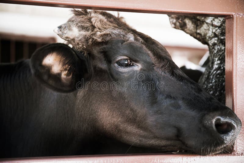 Close Up Face of Black Ox in a Stable. Stock Image - Image of portrait ...