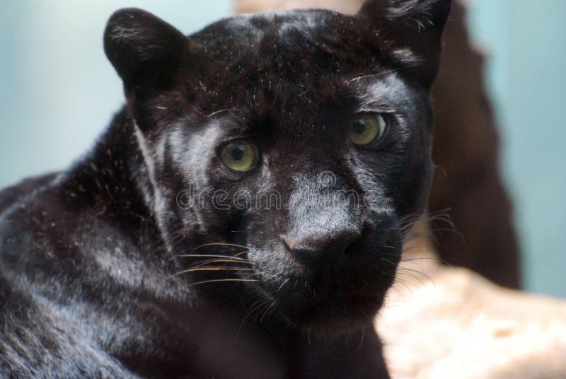 Close Up on the Face of a Black Panther Stock Photo - Image of leopard ...