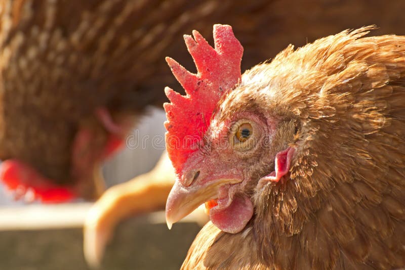 1,378 Chicken Face Close Up Photos - Free & Royalty-Free Stock Photos ...