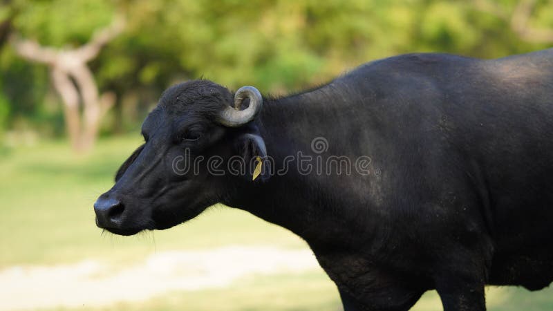 Close Up Face of Buffalo Image Hd in Farm Stock Image - Image of people ...