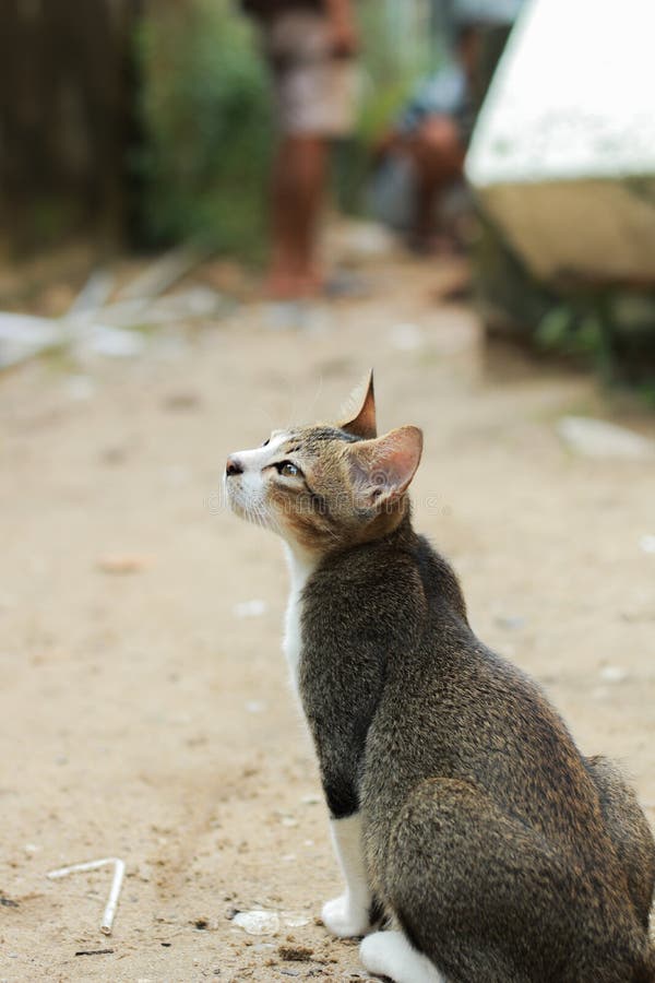 Close Up on the Face of a Cat in an Unusual Style, Portrait of a Cat ...