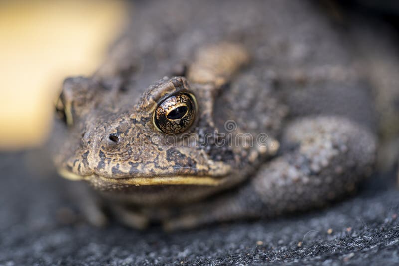 The Close-up Face of a Common American Toad. Stock Image - Image of ...