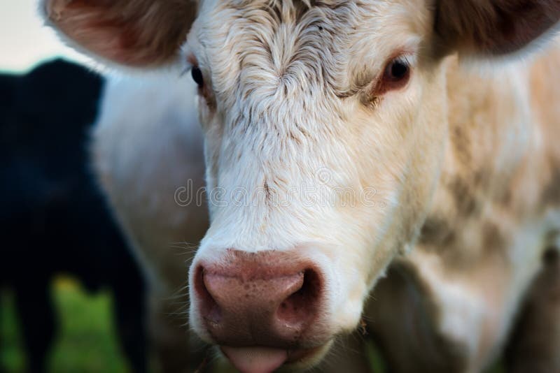 Charlet Cow Stock Photos - Free & Royalty-Free Stock Photos from Dreamstime