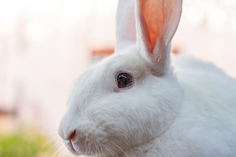 Close Up of the Face of a Cute Rabbit. Stock Photo - Image of innocent ...