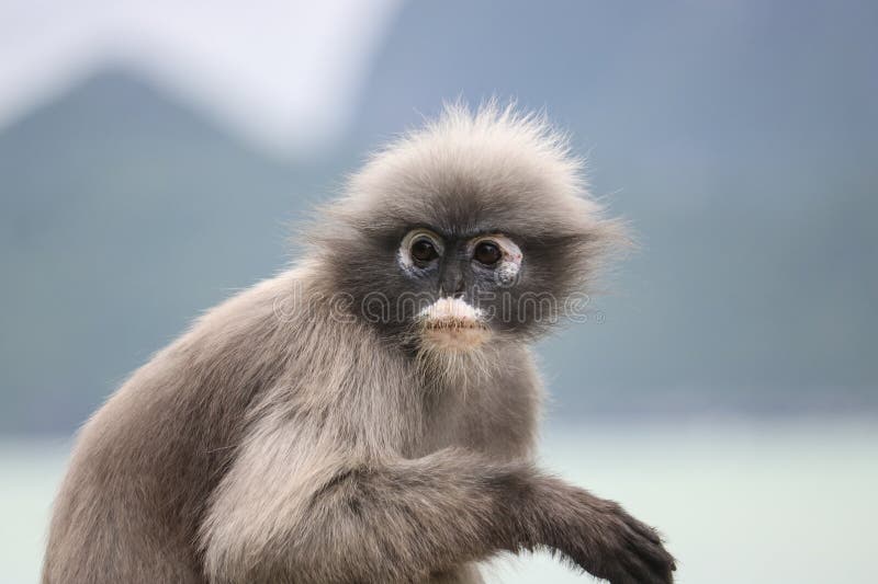 Close-up Face of a Cute Shaggy Adult Dusky Leaf Monkey Stock Photo ...